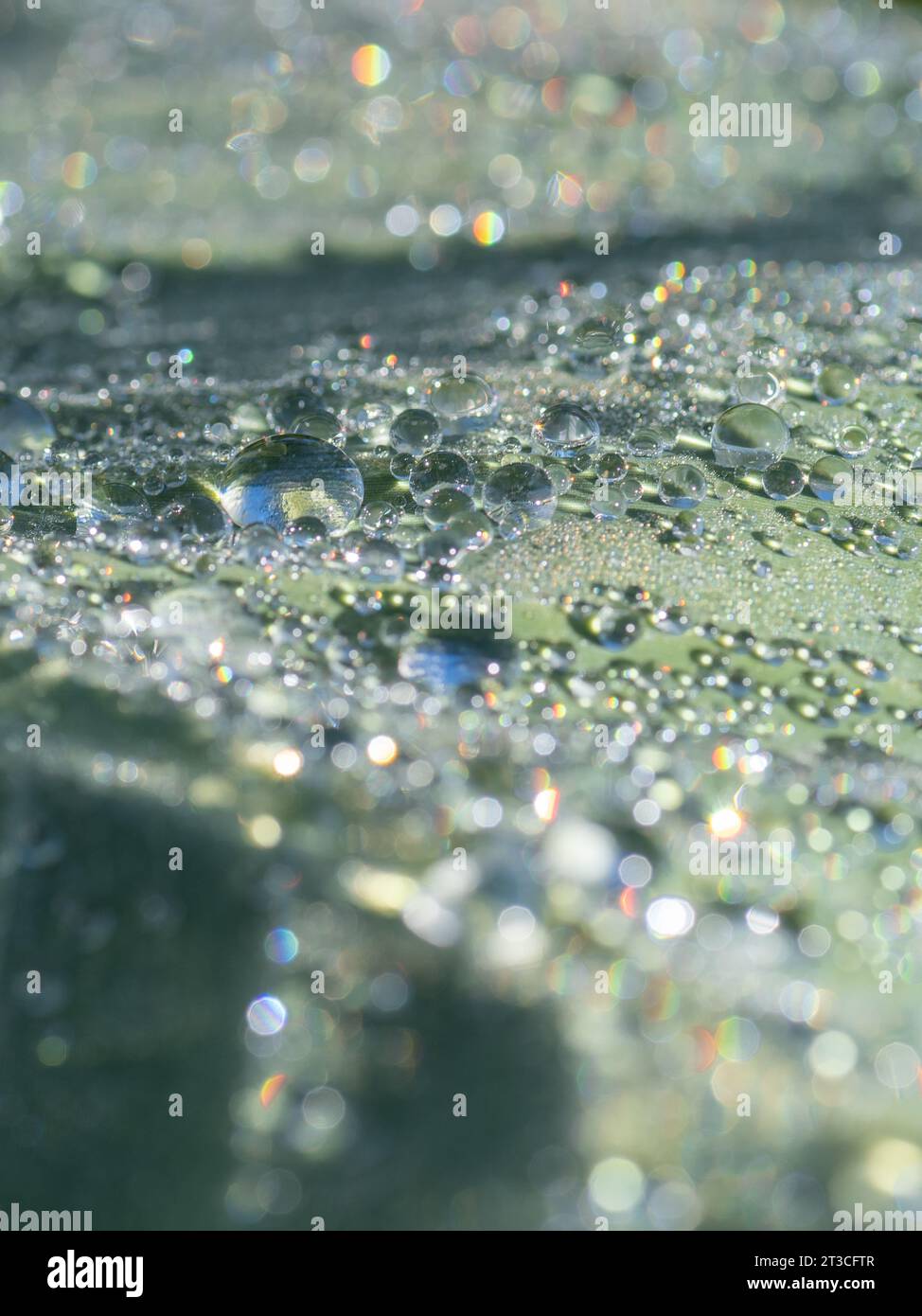 Sparkling rain drops covering the surface of a large green leaf Stock ...