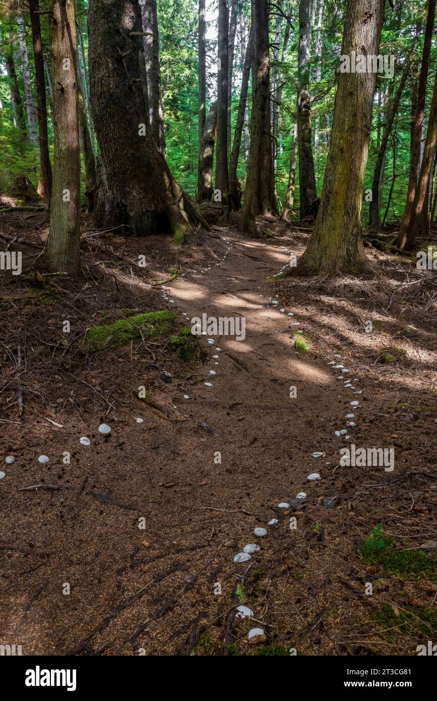 Shells line the trail to the hotsprings in Gandll K'in Gwaay.yaay, aka ...