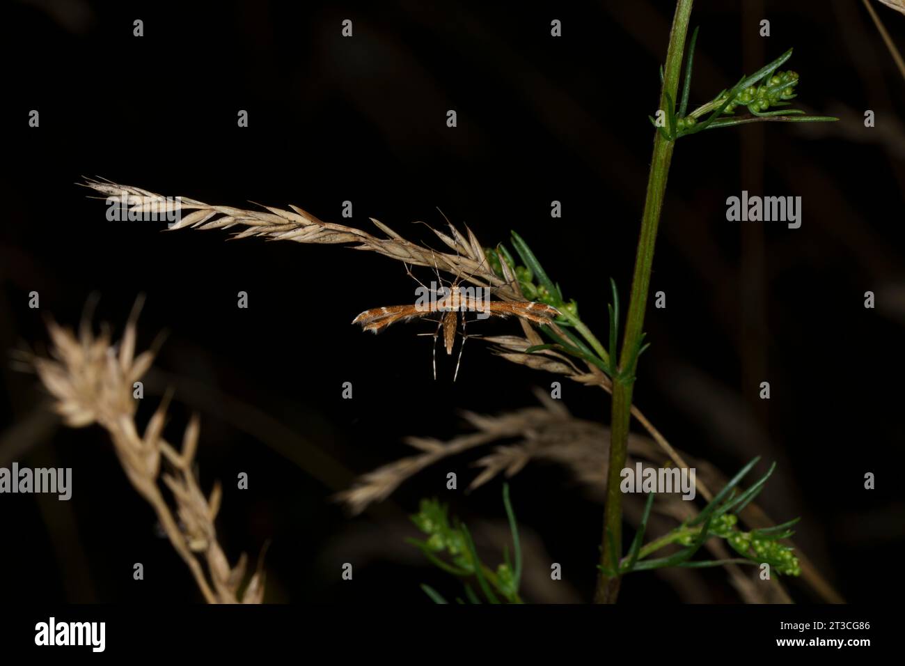 Cnaemidophorus rhododactyla Family Pterophoridae Genus Cnaemidophorus ...