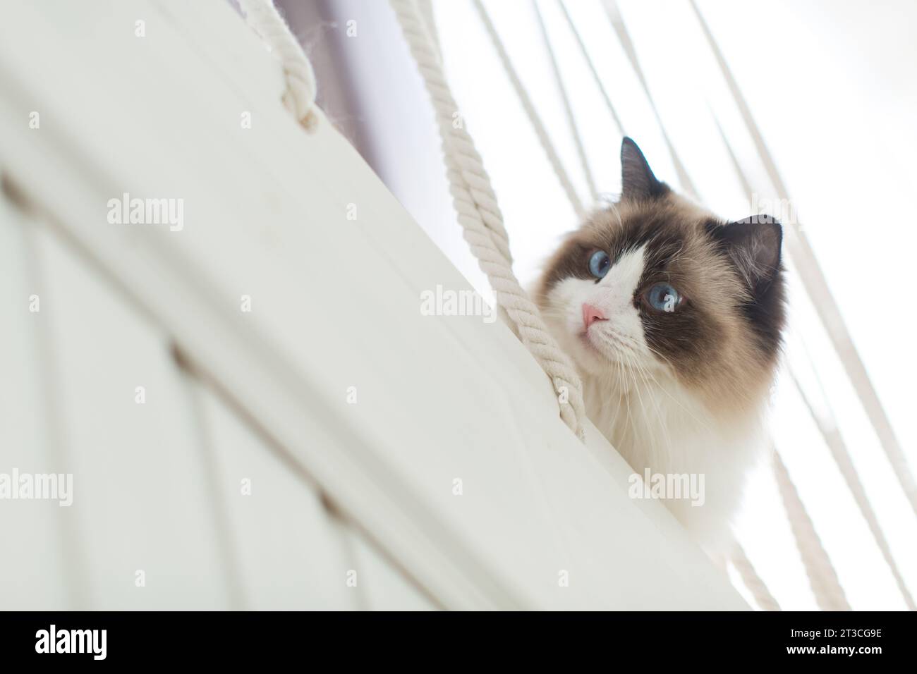 Beautiful young white purebred Ragdoll cat with blue eyes, at home ...