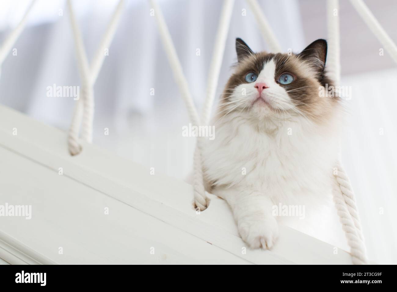 Beautiful young white purebred Ragdoll cat with blue eyes, at home ...