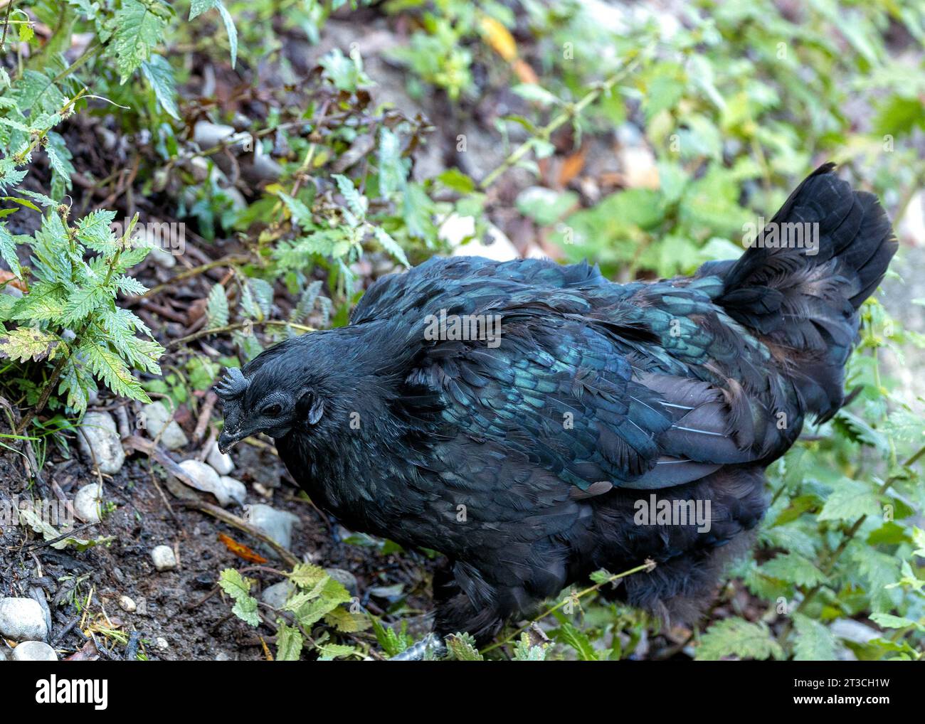 Large, black chicken with a green sheen to its plumage. Known for its ...