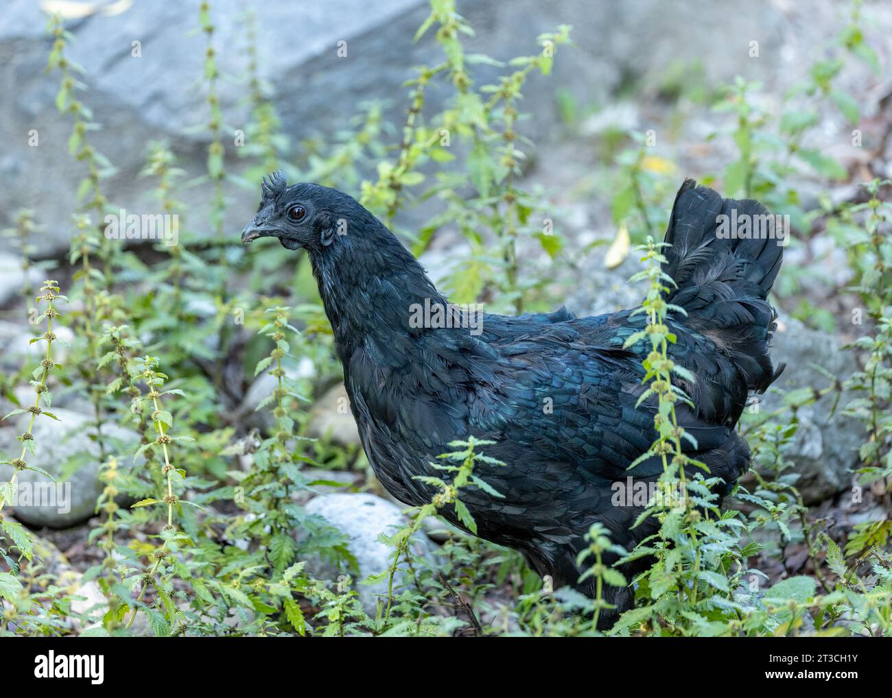 Large, black chicken with a green sheen to its plumage. Known for its ...