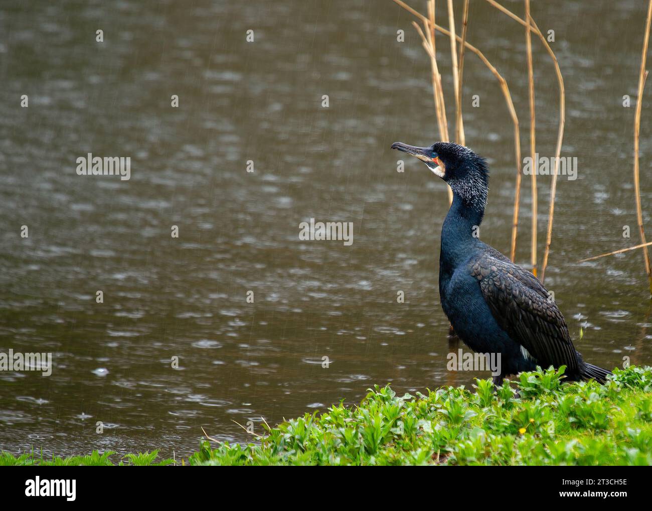 Large, black seabird with a long hooked bill and a wingspan of up to 6 ...