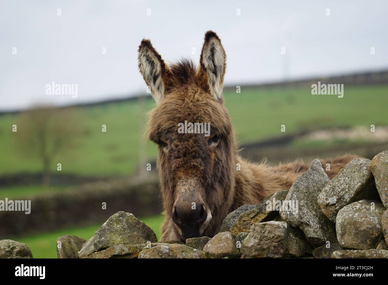 A Donkey (Equus asinus) peeping over a Drystone Wall, Lothersdale ...