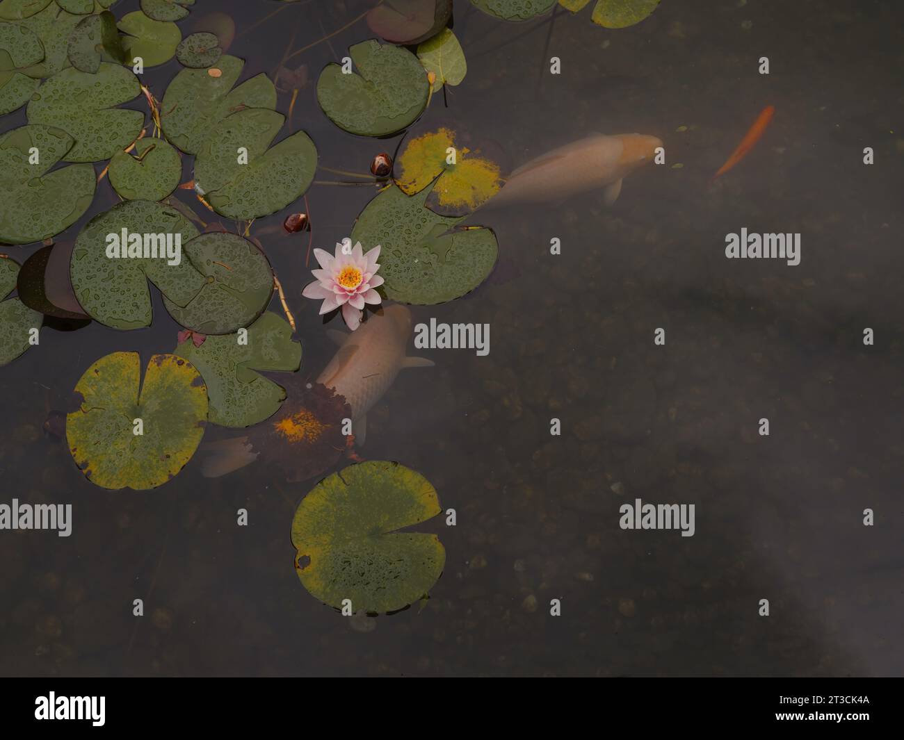 decorative fish float in artificial pond, view from above. Setagaya ...