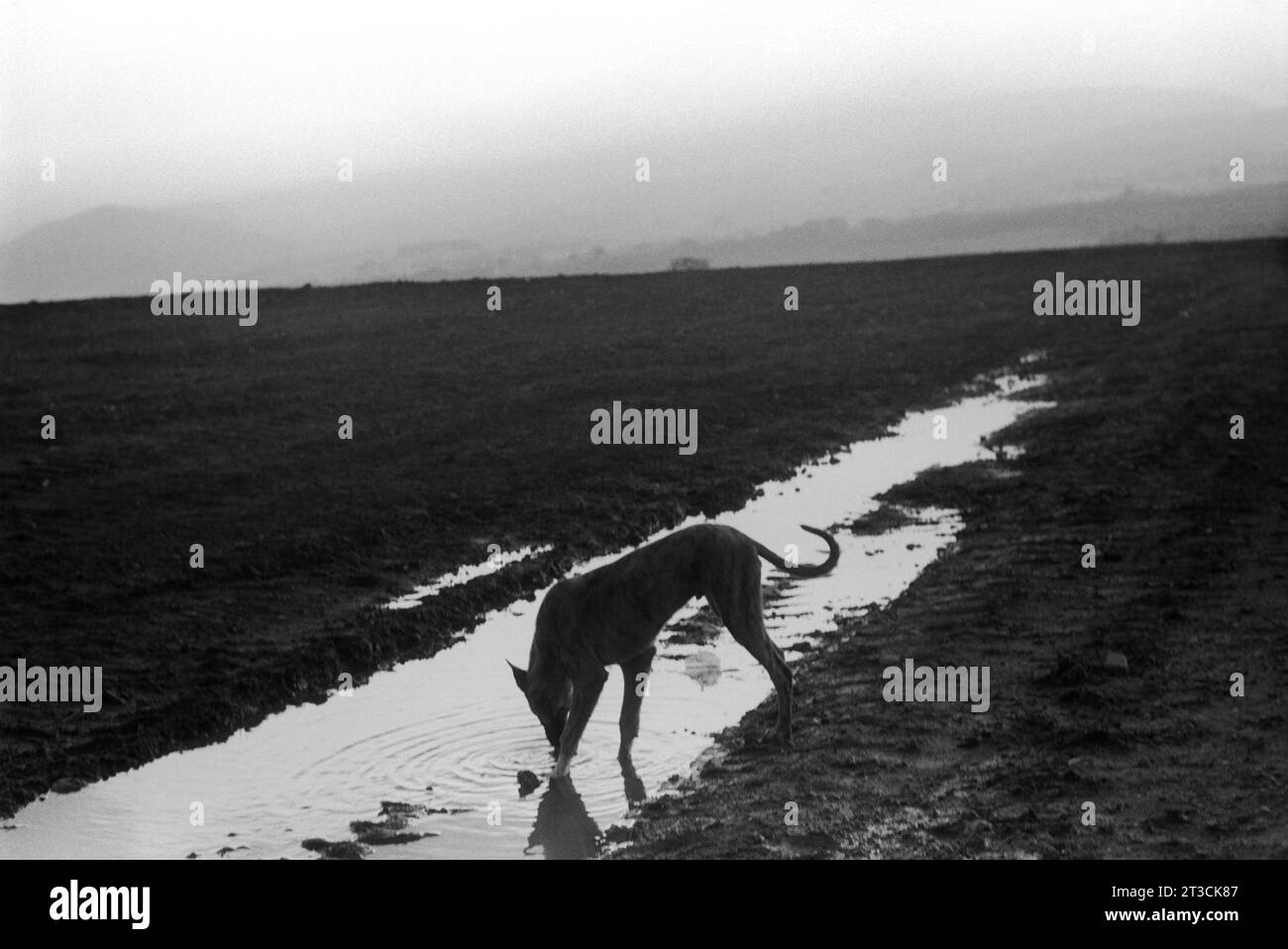 Gypsy dog hi-res stock photography and images - Alamy