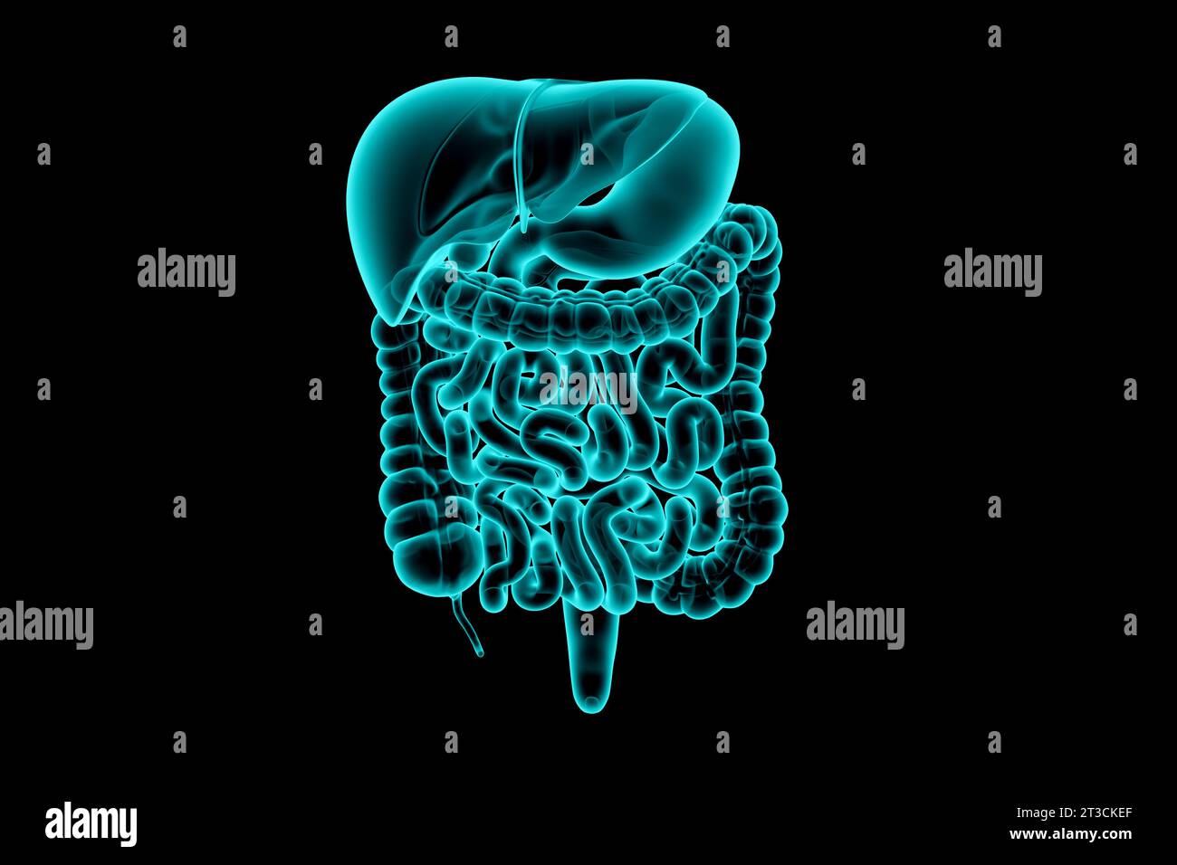 3d illustration of human digestive system - liver, stomach, pancreas ...