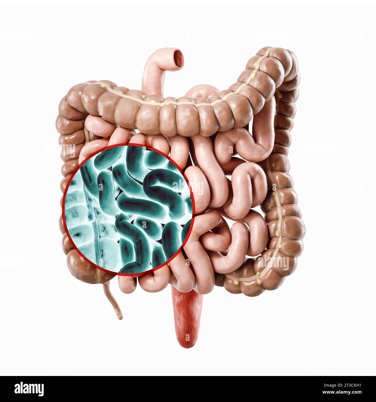 3d illustration of human internal organ - intestine. 3d rendering of ...