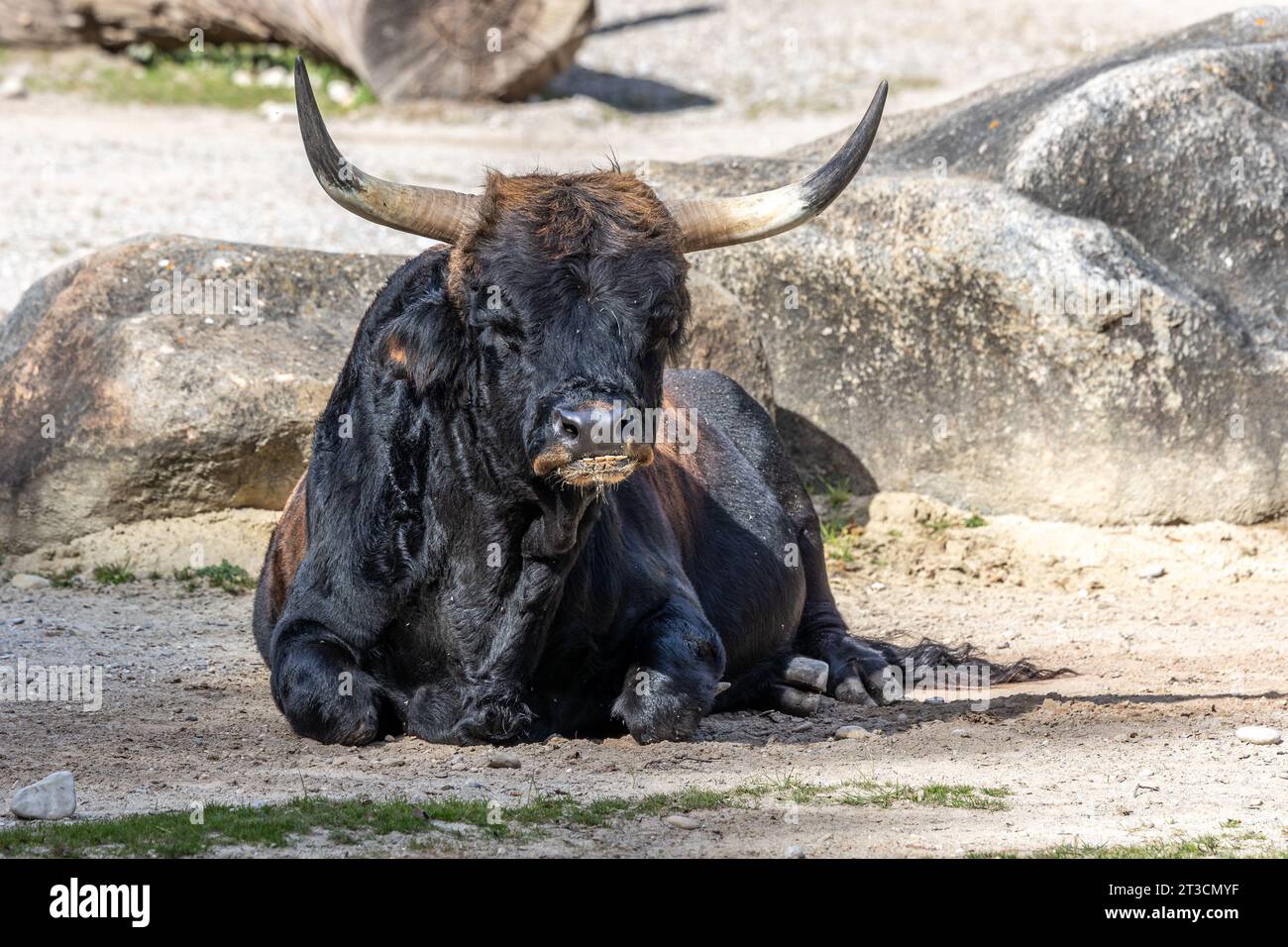 Heck cattle, Bos primigenius taurus, claimed to resemble the extinct ...