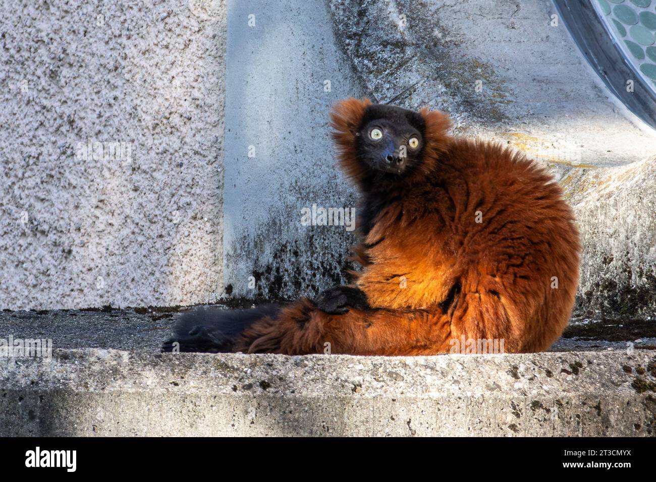 The red ruffed lemur, Varecia rubra is one of two species in the genus ...