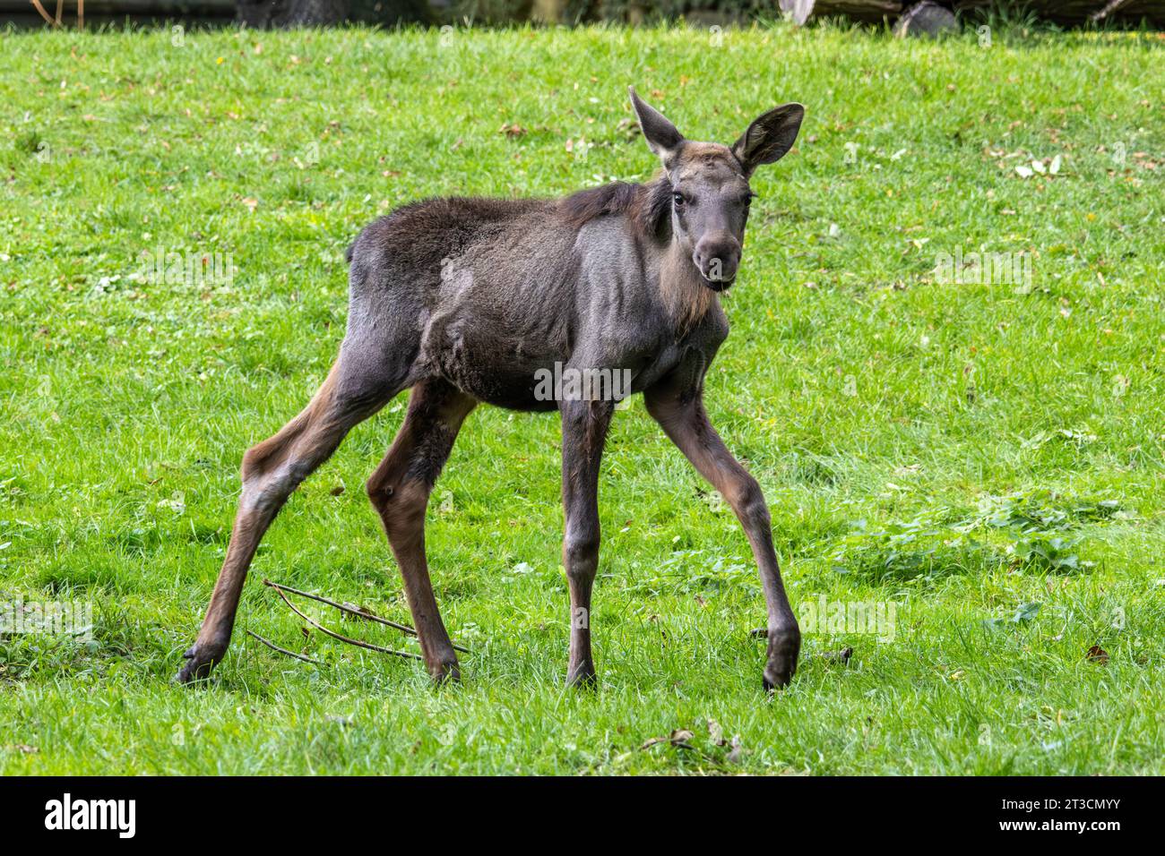 Baby moose elk alces largest hi-res stock photography and images - Alamy