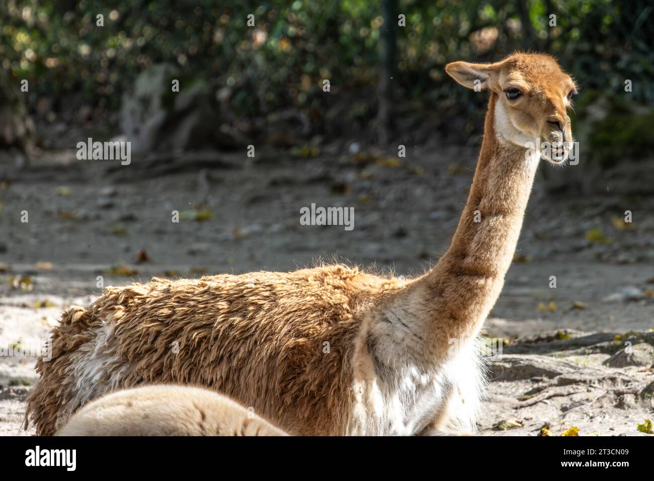 Vicunas, Vicugna Vicugna, relatives of the llama which live in the high ...