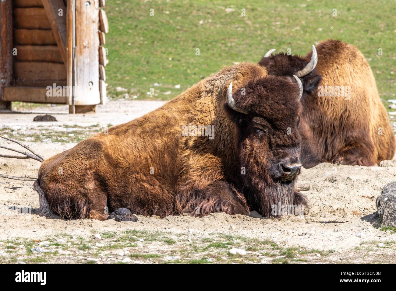 The American bison or simply bison, also commonly known as the American ...
