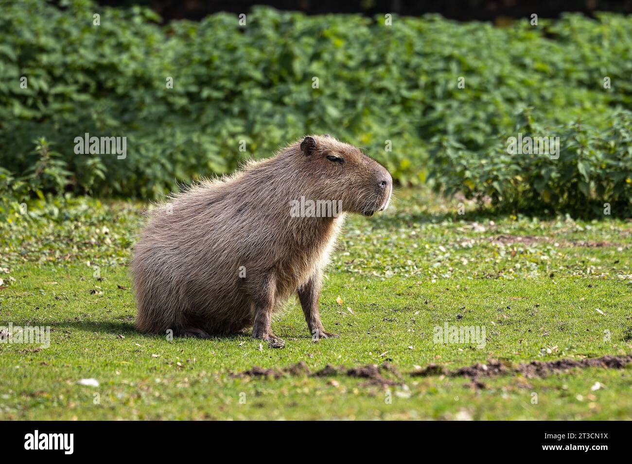 The capybara, Hydrochoerus hydrochaeris is a mammal native to South ...
