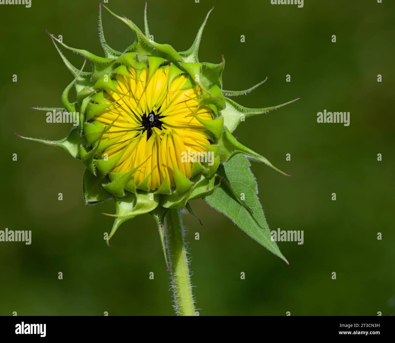 Closed sunflower. An isolated mirasol in bright sunlight Stock Photo ...