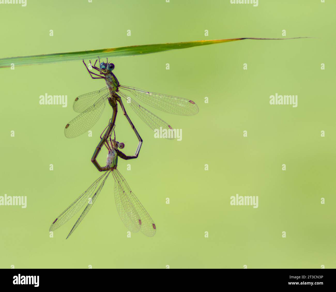 Pairing dragonflies showing the typical heart shaped form Stock Photo ...