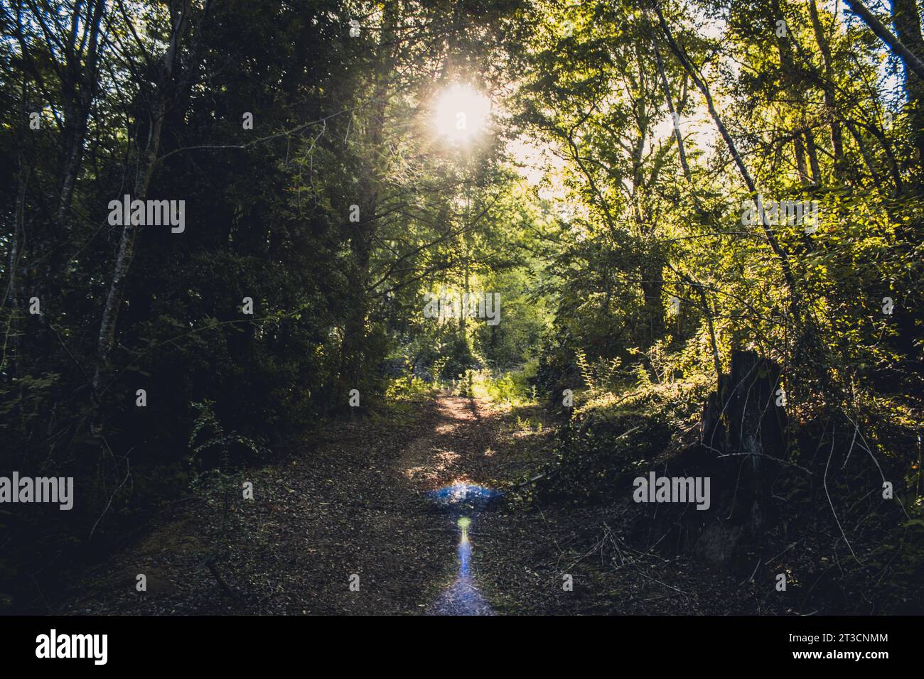 green native forrest with sunbeams Stock Photo - Alamy