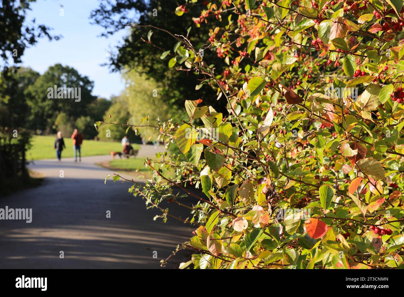 October weather on Hampstead Heath, in north London, UK Stock Photo - Alamy