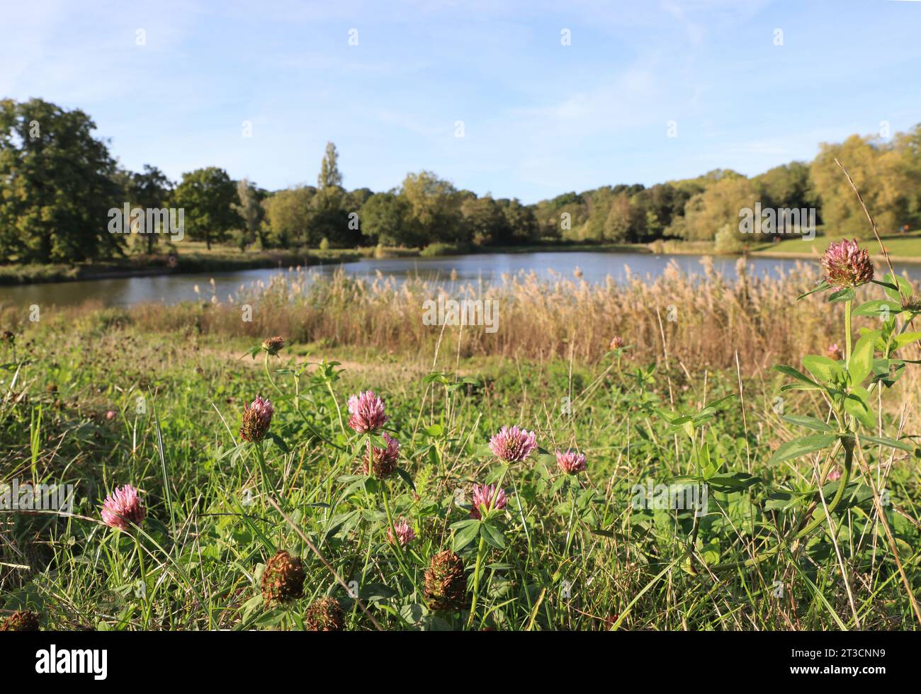 October weather on Hampstead Heath, in north London, UK Stock Photo - Alamy