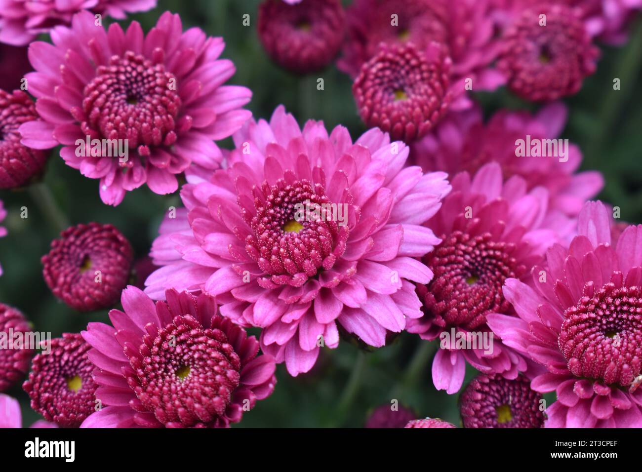 Daisy mums hi-res stock photography and images - Alamy