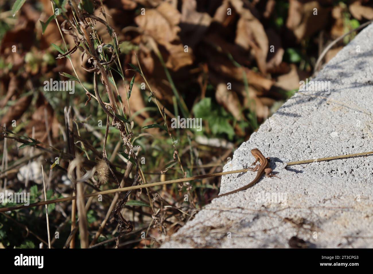 Fauna animalia hi-res stock photography and images - Alamy