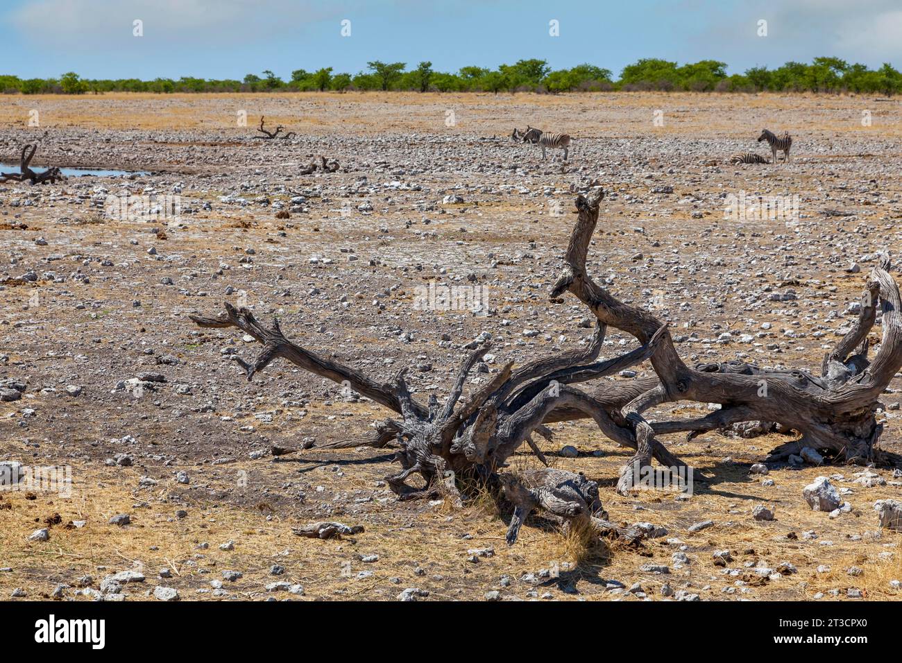 Landscape in Etosha National Park, Namibia Stock Photo - Alamy