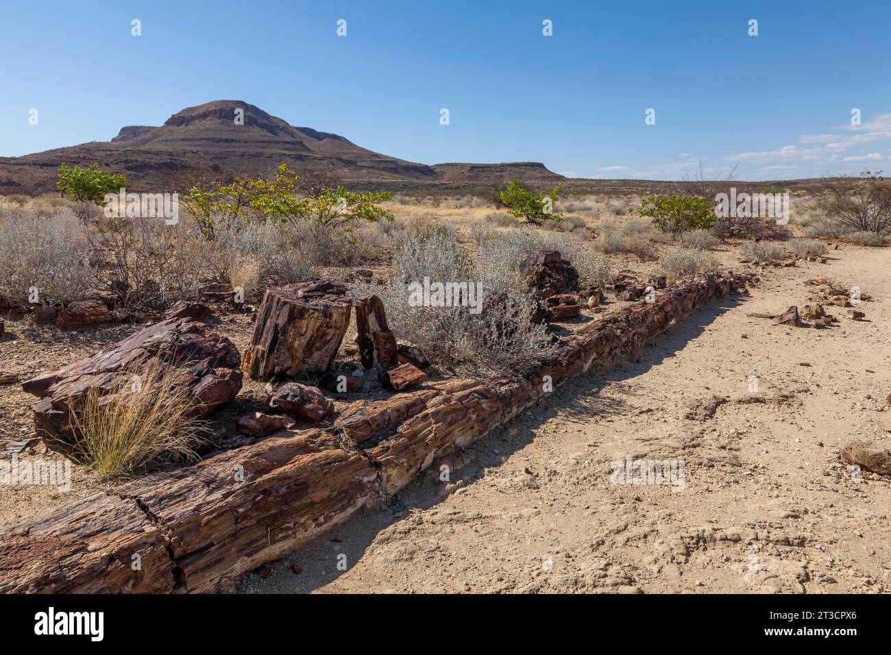 Petrified log, Petrified Forest, Petrified Forest National Monument ...
