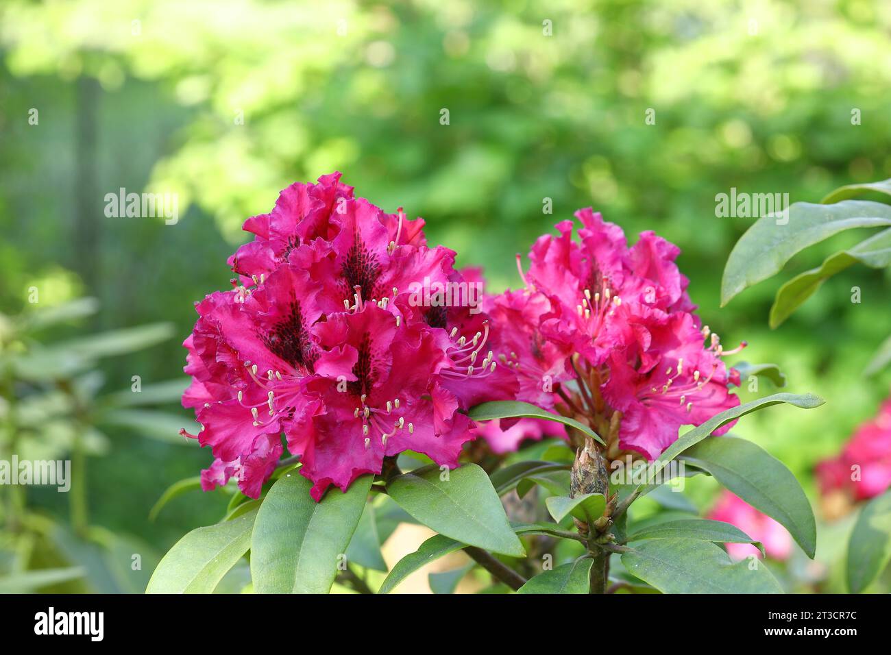 Rhododendron flowers (Rhododendron Homer), red flowers, in a garden ...