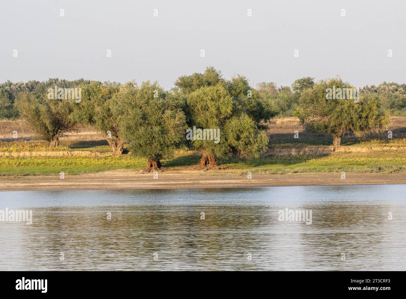 White willows (Salix alba) on the banks of the Danube, Romania Stock ...