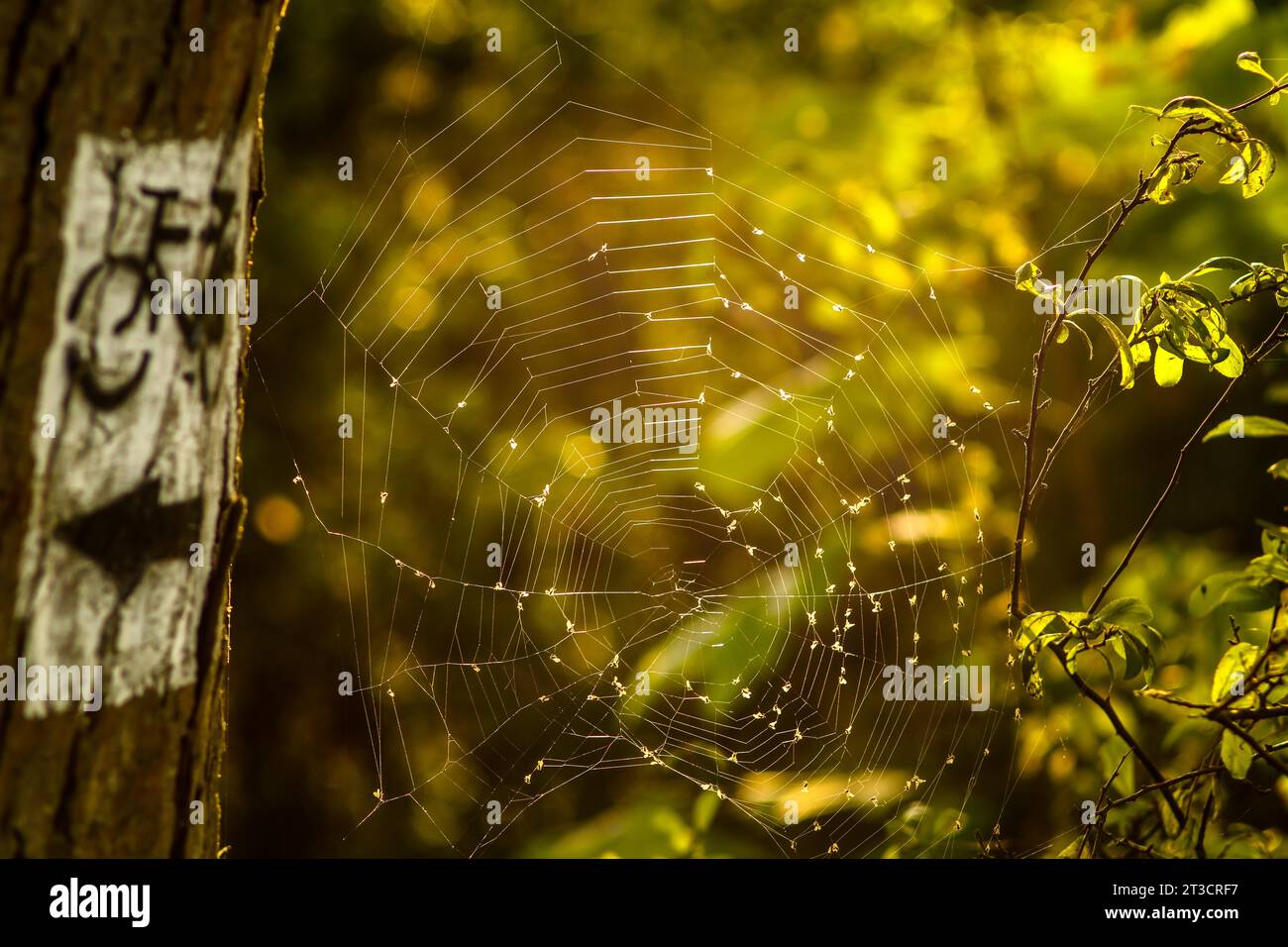 Spiders in the forest hi-res stock photography and images - Alamy