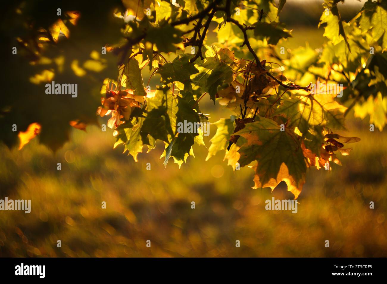 Autumn leaf colors Stock Photo - Alamy