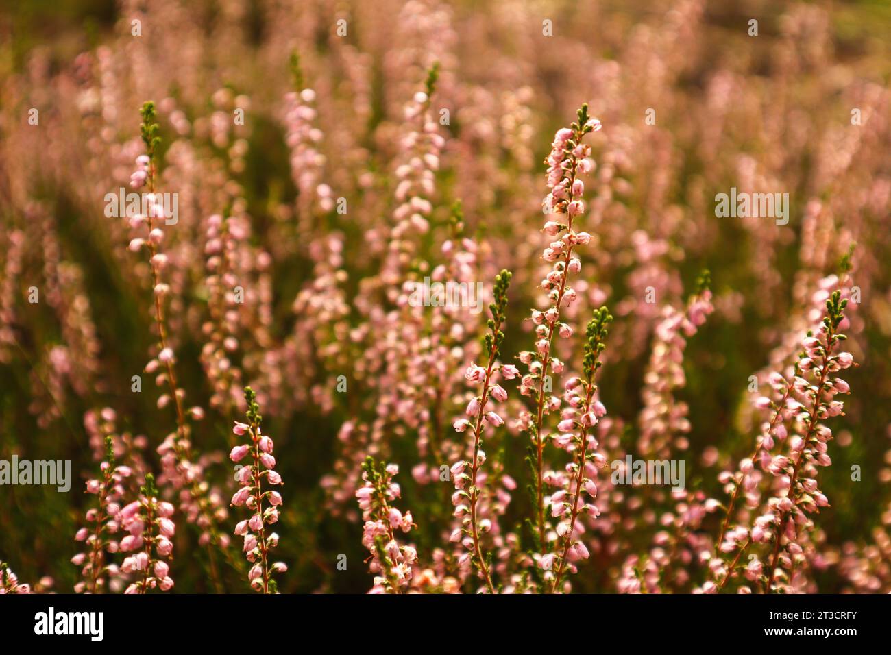 Heath in the forest Stock Photo - Alamy