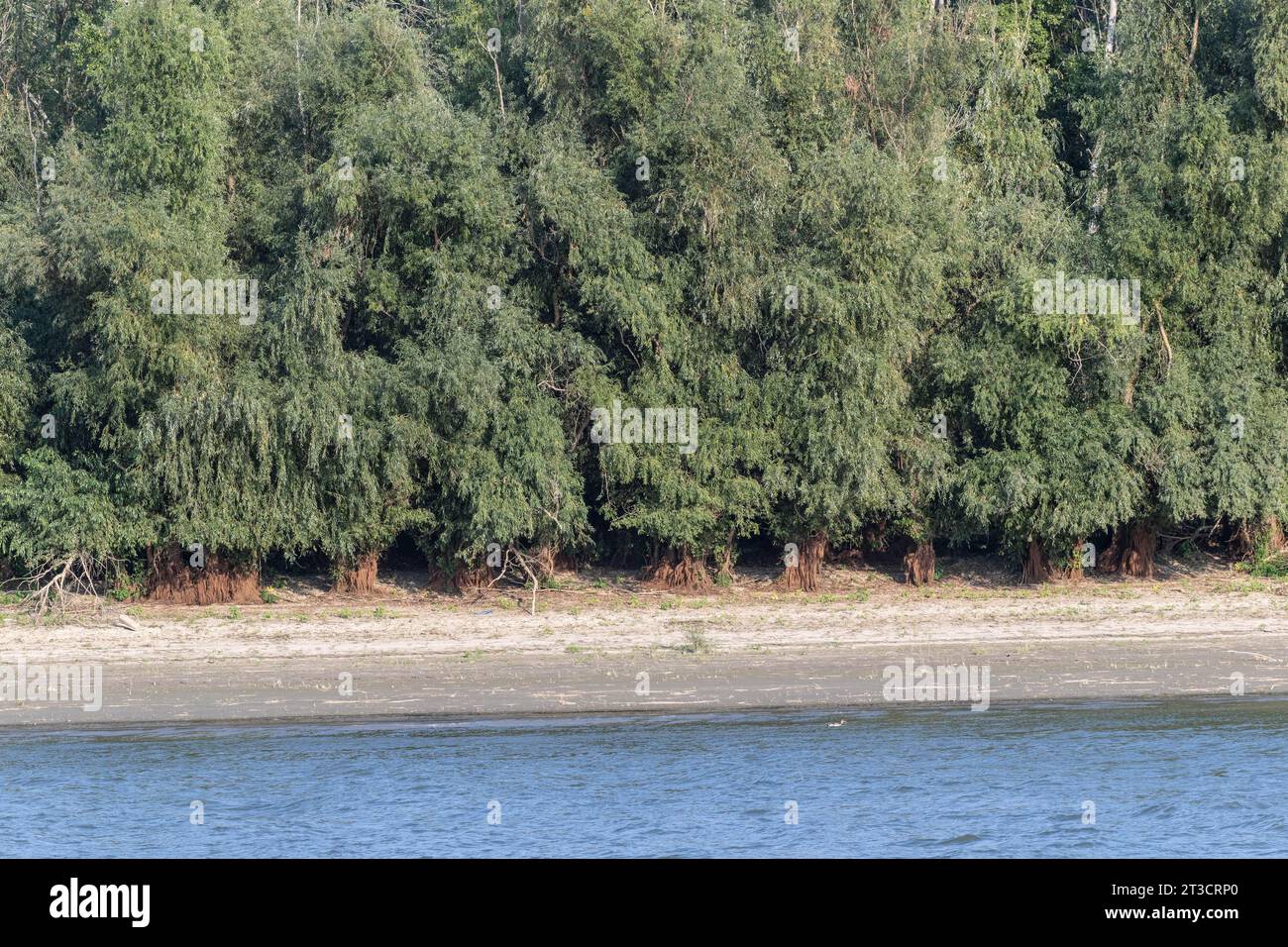 White willows (Salix alba) on the banks of the Danube, Romania Stock ...