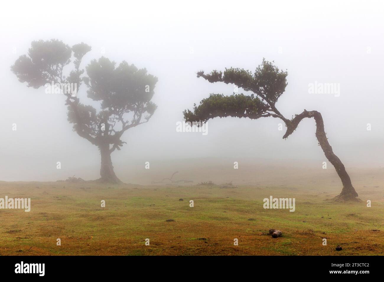 Old laurel trees in the mist, stinkwood (Ocotea foetens), old laurel ...