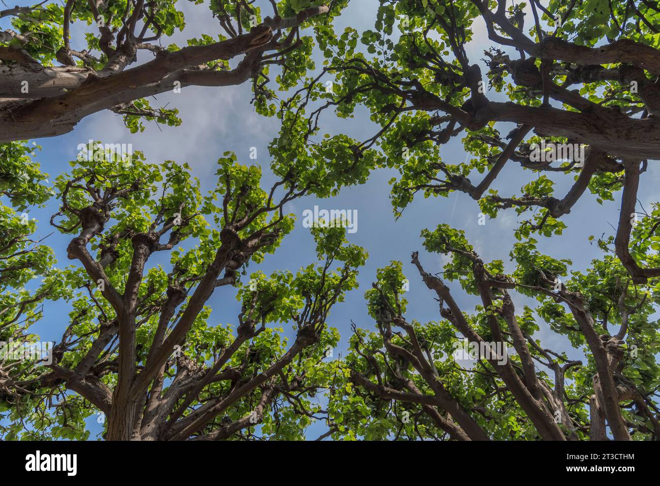 Plane trees (Platanus) against blue sky, Paris, France Stock Photo - Alamy