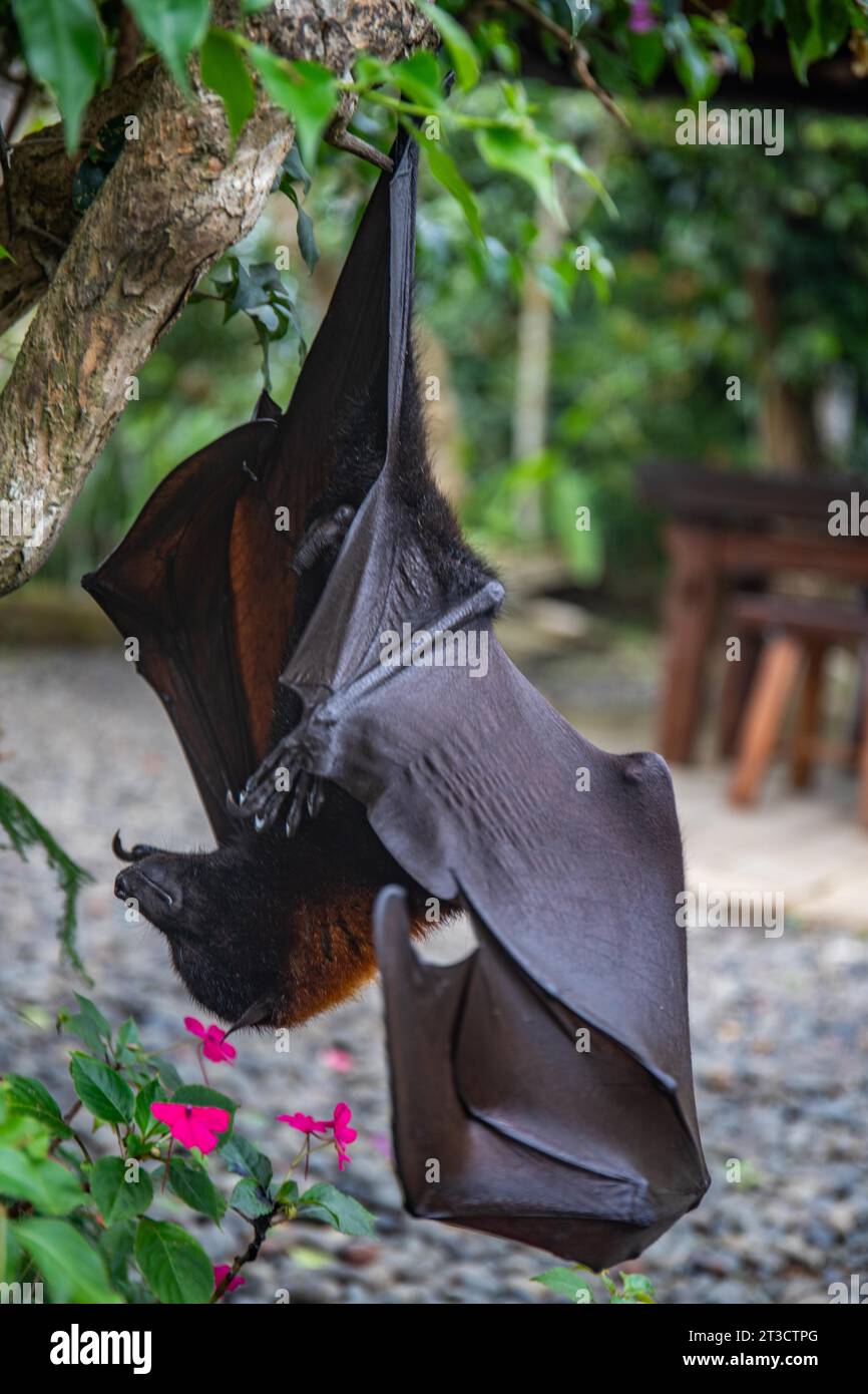A flying fox on a bush with flowers on the ground in Bali, Indonesia ...