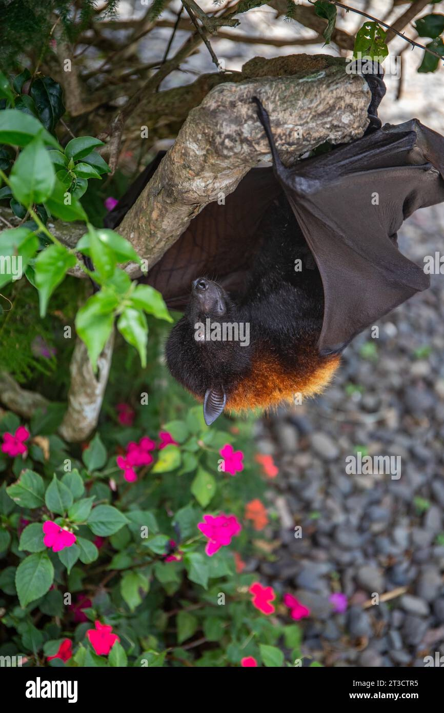 Flying fox indonesia hi-res stock photography and images - Alamy