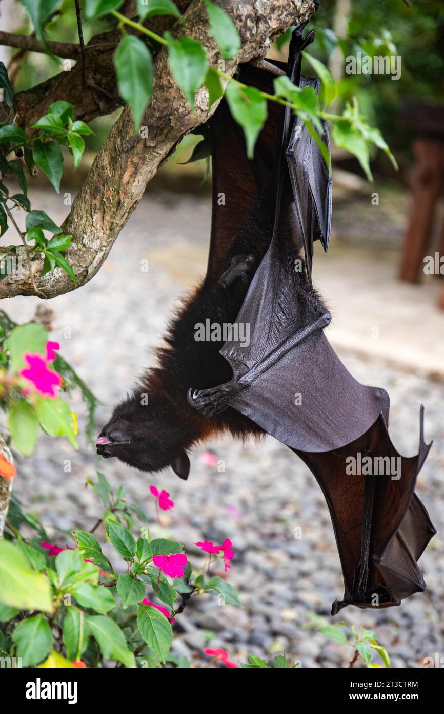 A flying fox on a bush with flowers on the ground in Bali, Indonesia ...