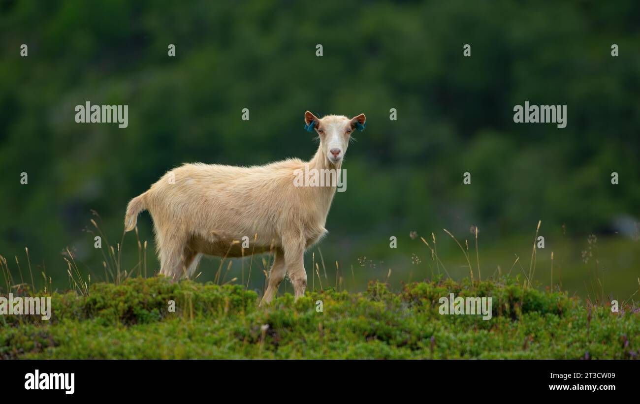 Domestic goat (Capra aegagrus hircus formerly Capra hircus), Tessand ...