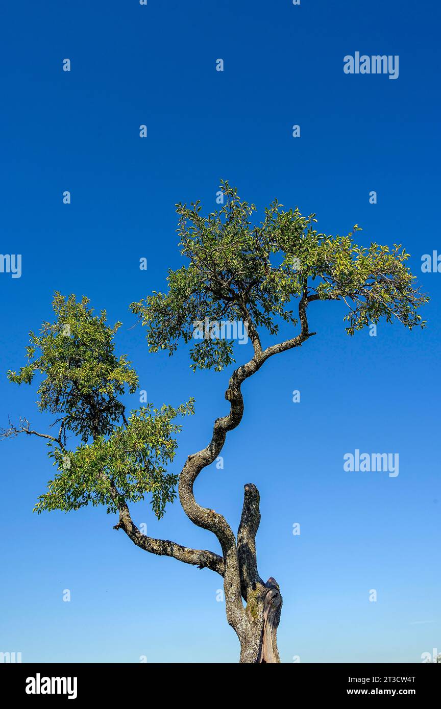 Curved tree trunk hi-res stock photography and images - Alamy