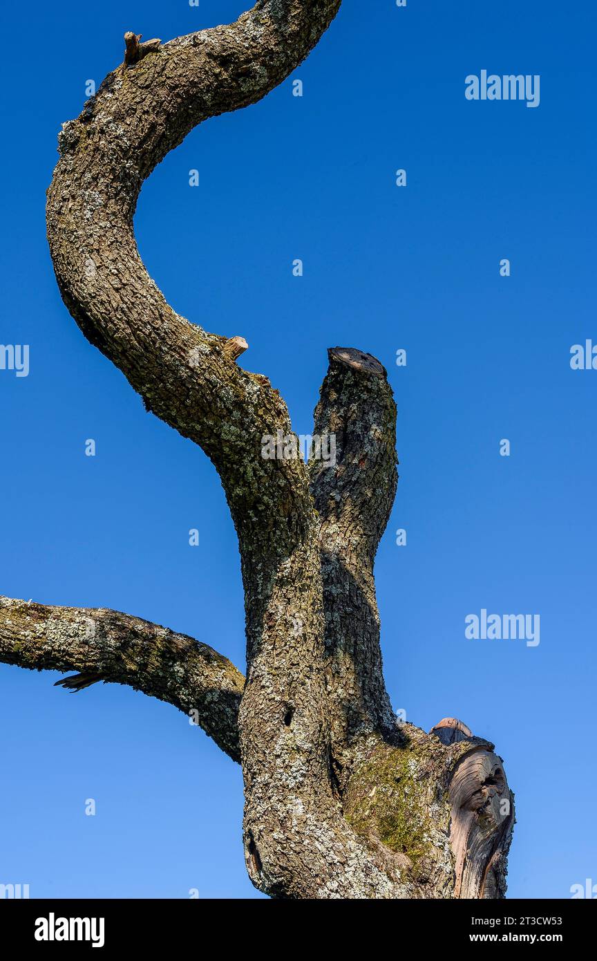 Curved tree trunk, Allgaeu, Bavaria, Germany Stock Photo - Alamy
