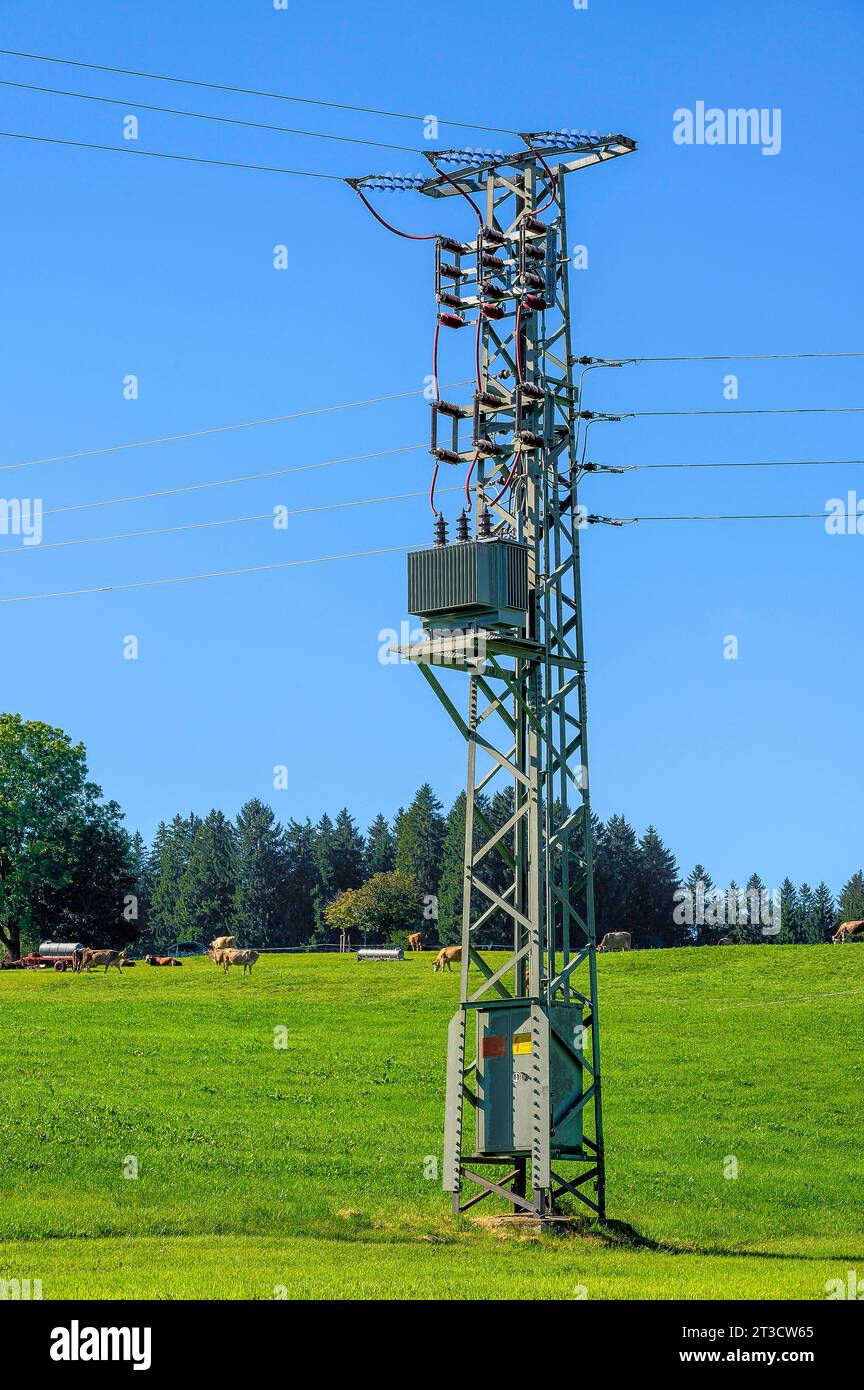 High-voltage pylon with transformer in meadow with cows, Allgaeu ...