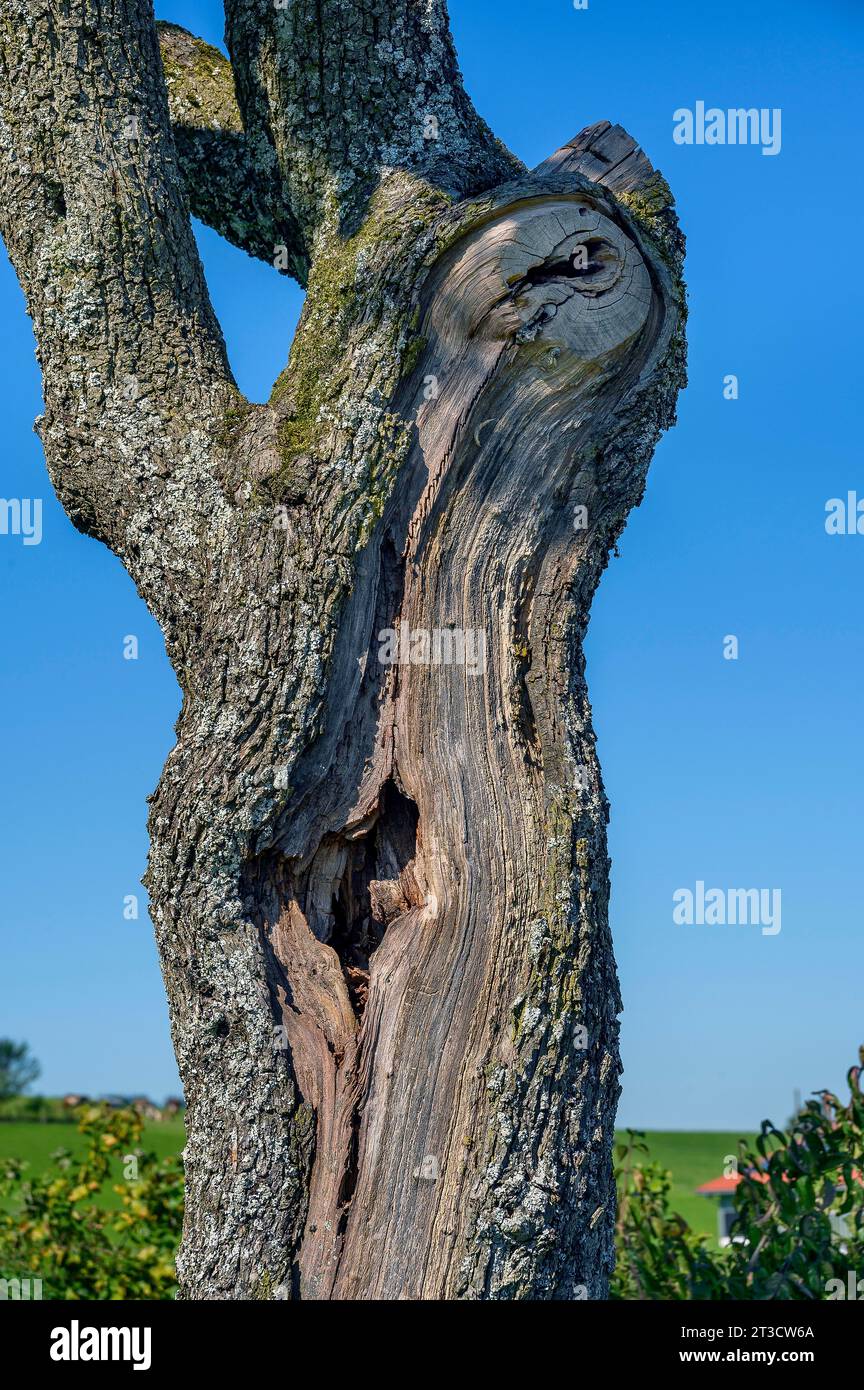 Wood with knotholes hi-res stock photography and images - Alamy