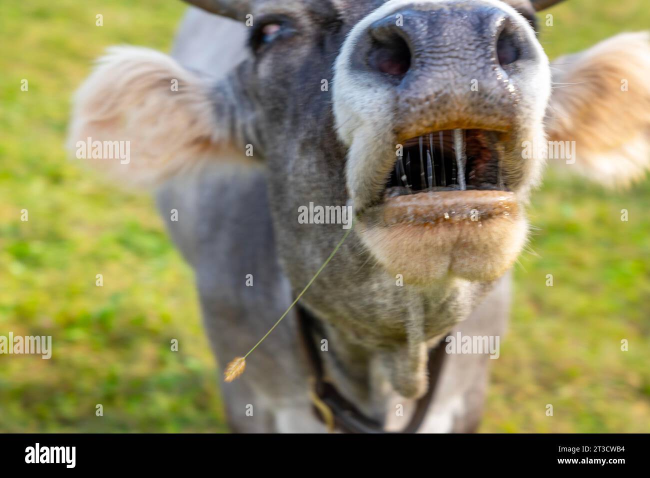 Animal mouth open cow hi-res stock photography and images - Alamy