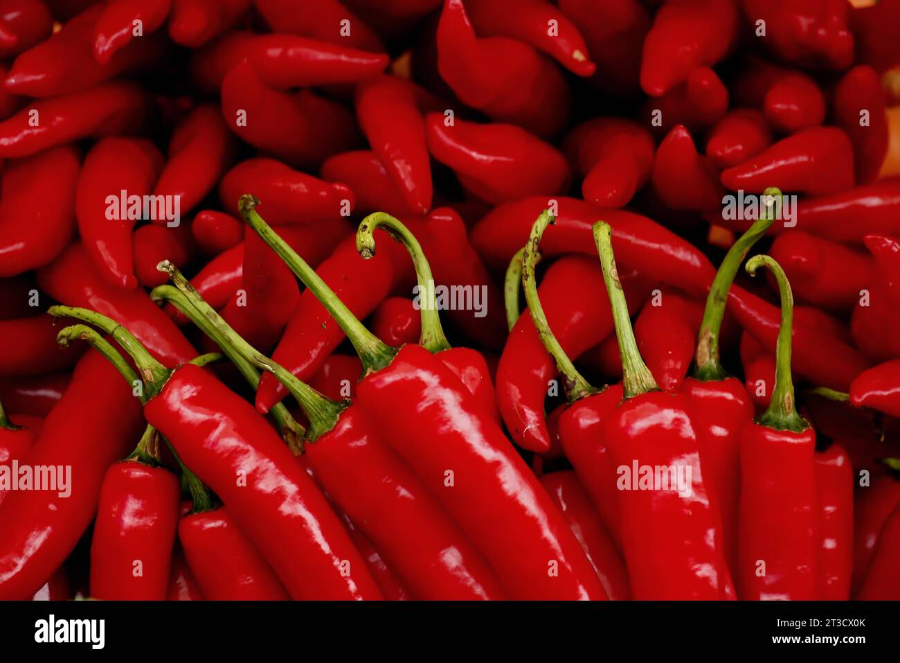A bunch of red chillies. The chillies are bright red and shiny. The ...