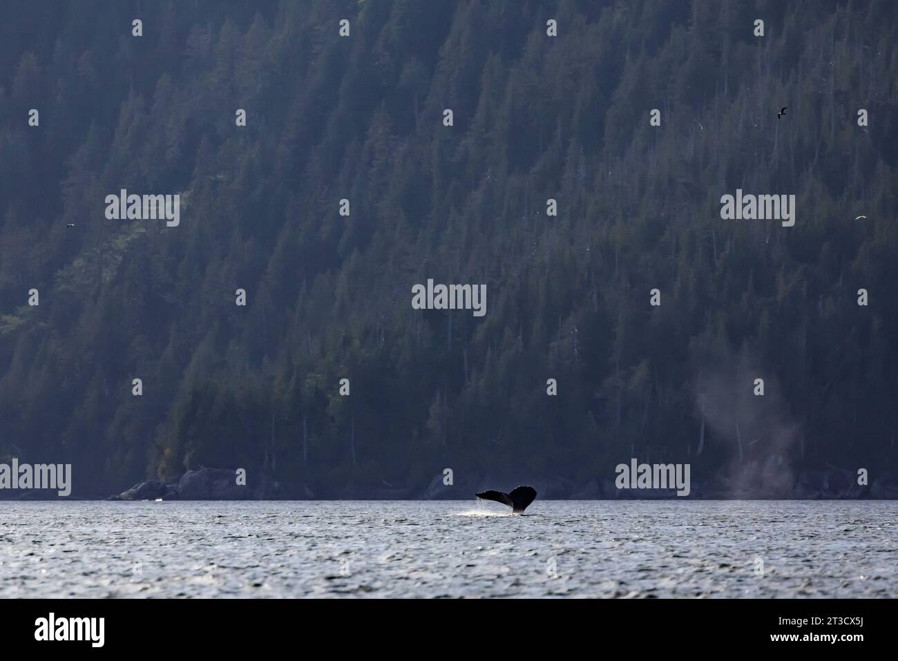 Humpback Whale, Megaptera novaeangliae, initiating a dive after blowing ...