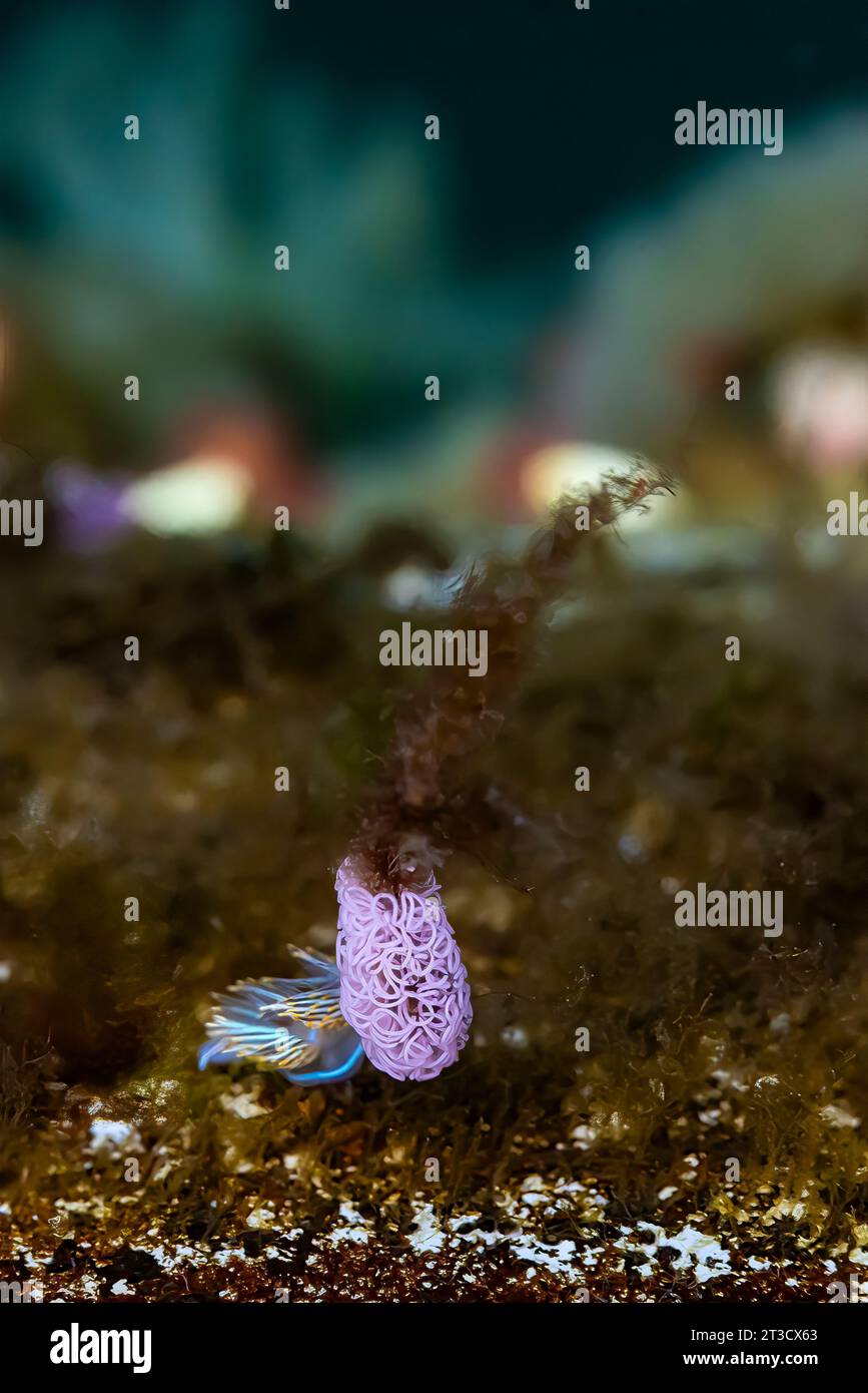 Egg chains, Thick-horned Nudibranch, Hermissenda crassicornis, at the ...
