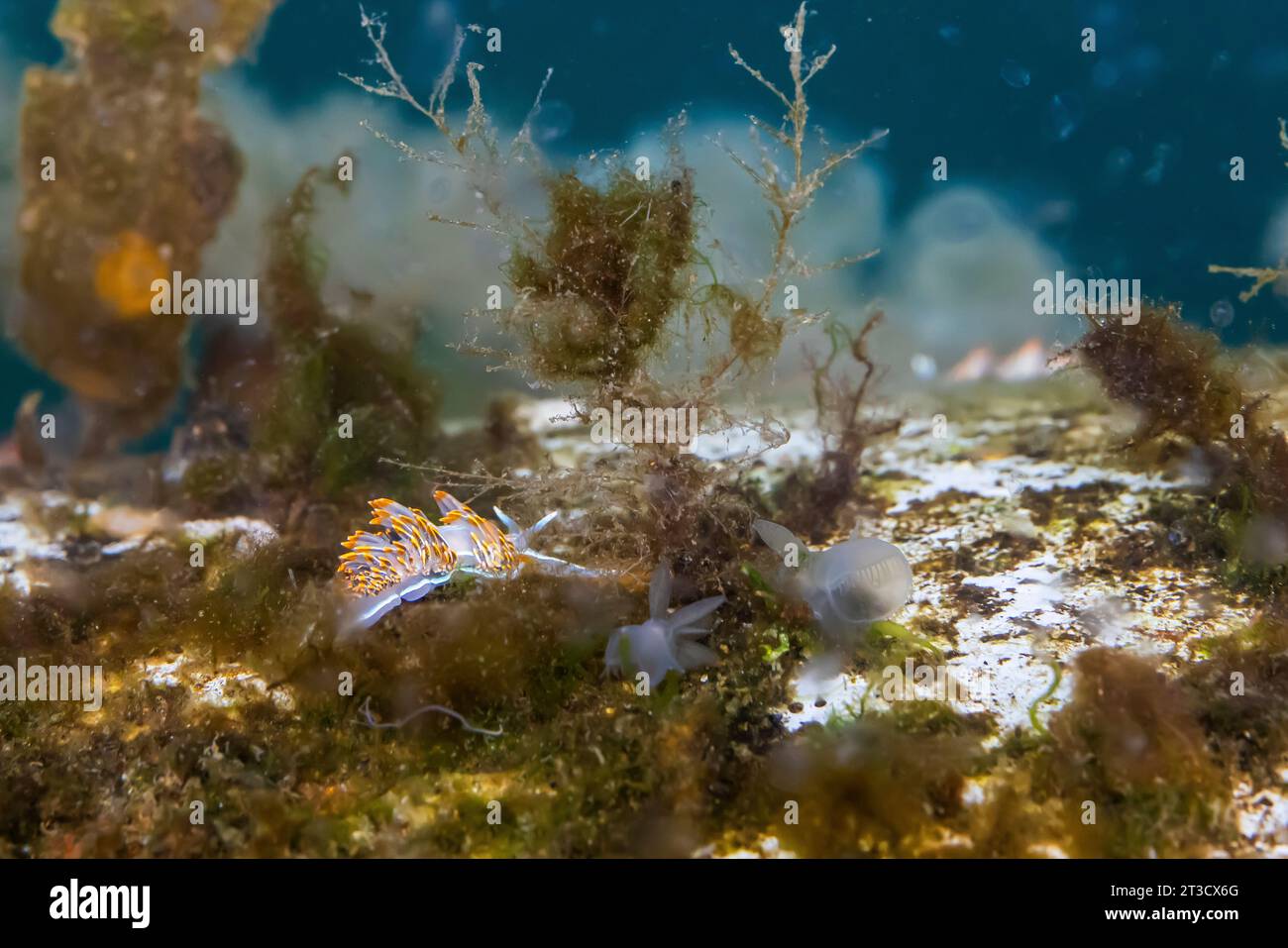 Thick-horned Nudibranch, Hermissenda crassicornis, Hooded Nudibranch ...