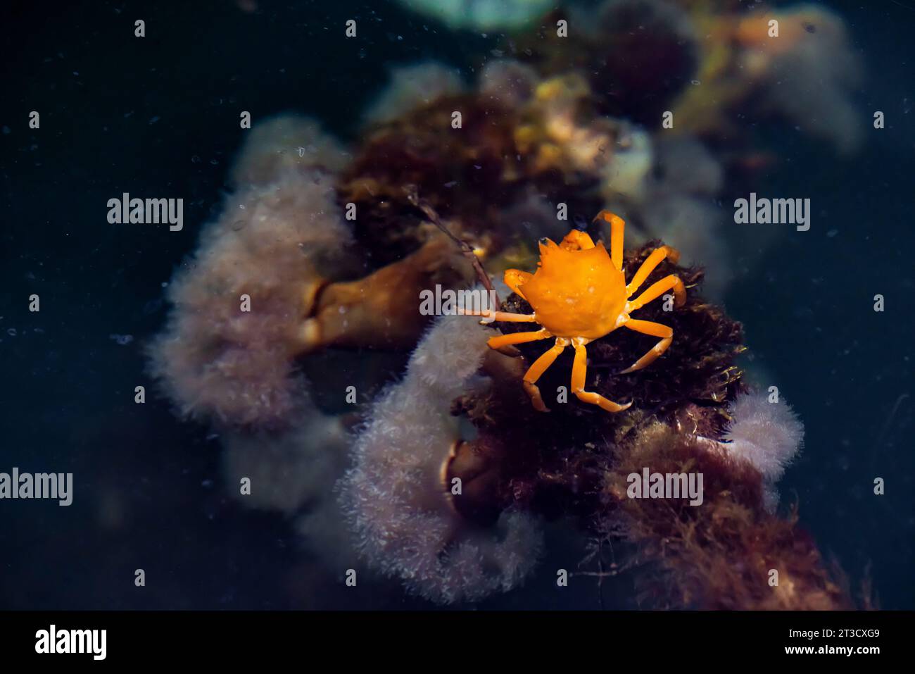 Northern Kelp Crab, Pugettia producta, foraging in shallow waters of ...